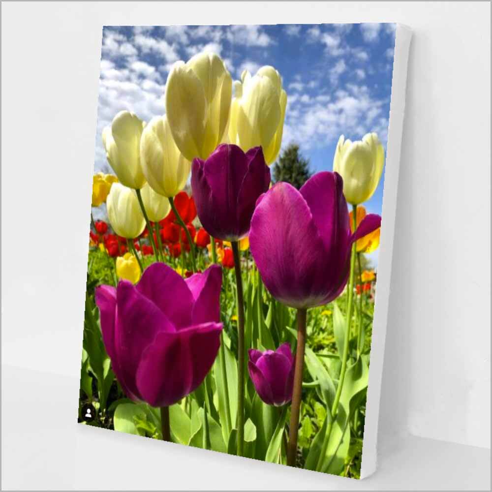 Tulips kit – Paint Plot